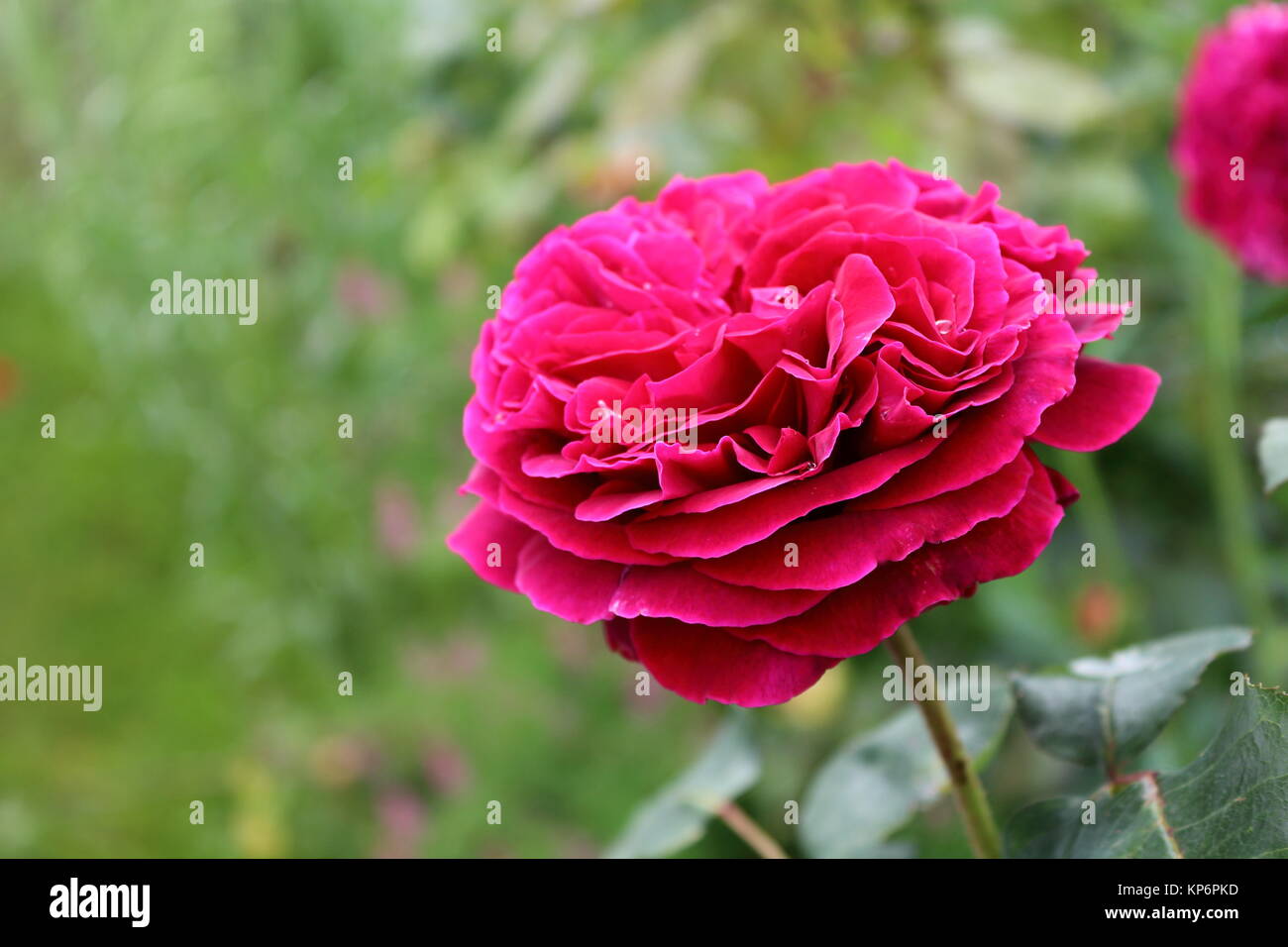 red historical rose Stock Photo - Alamy