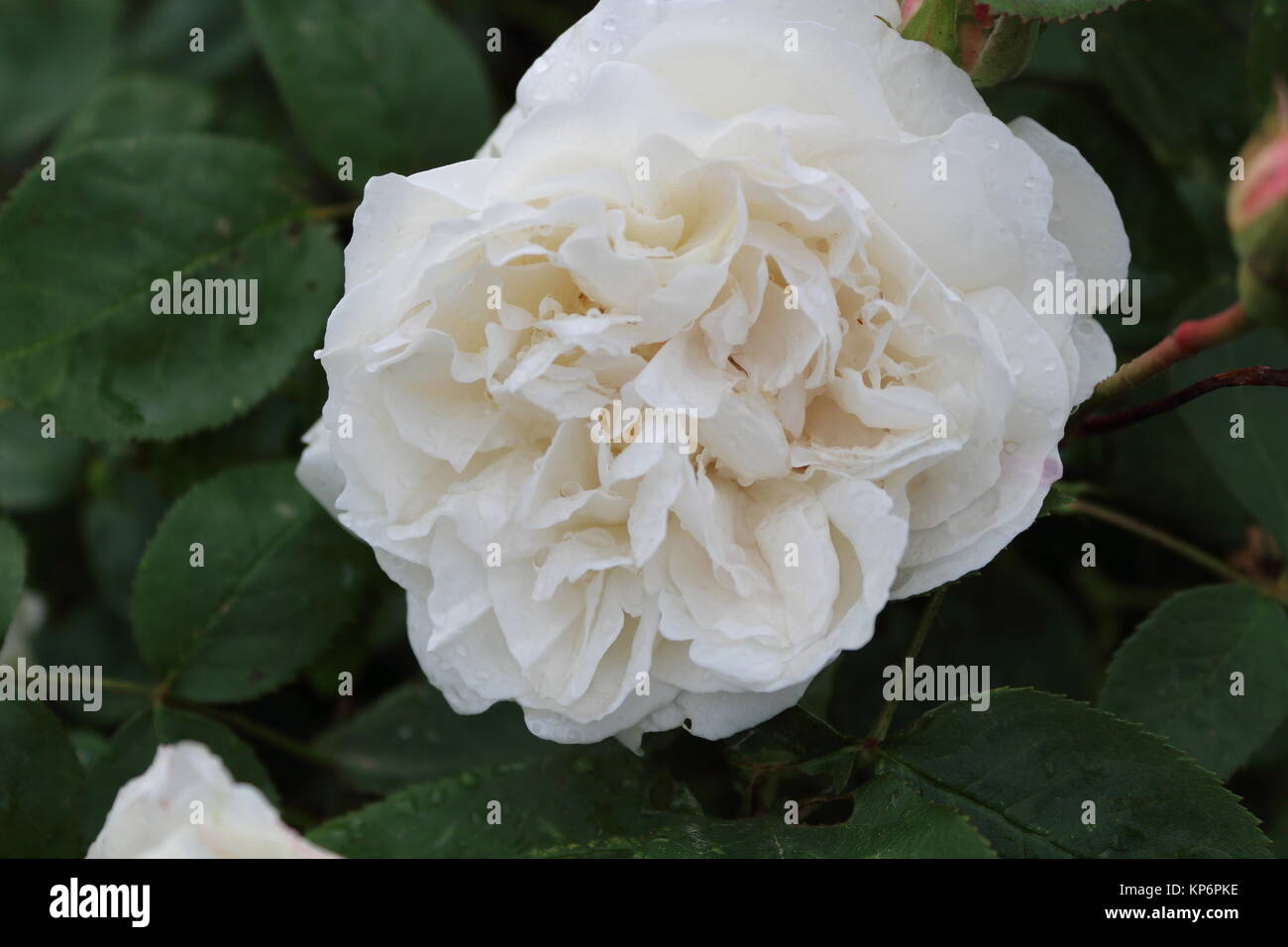 White english rose hi-res stock photography and images - Alamy