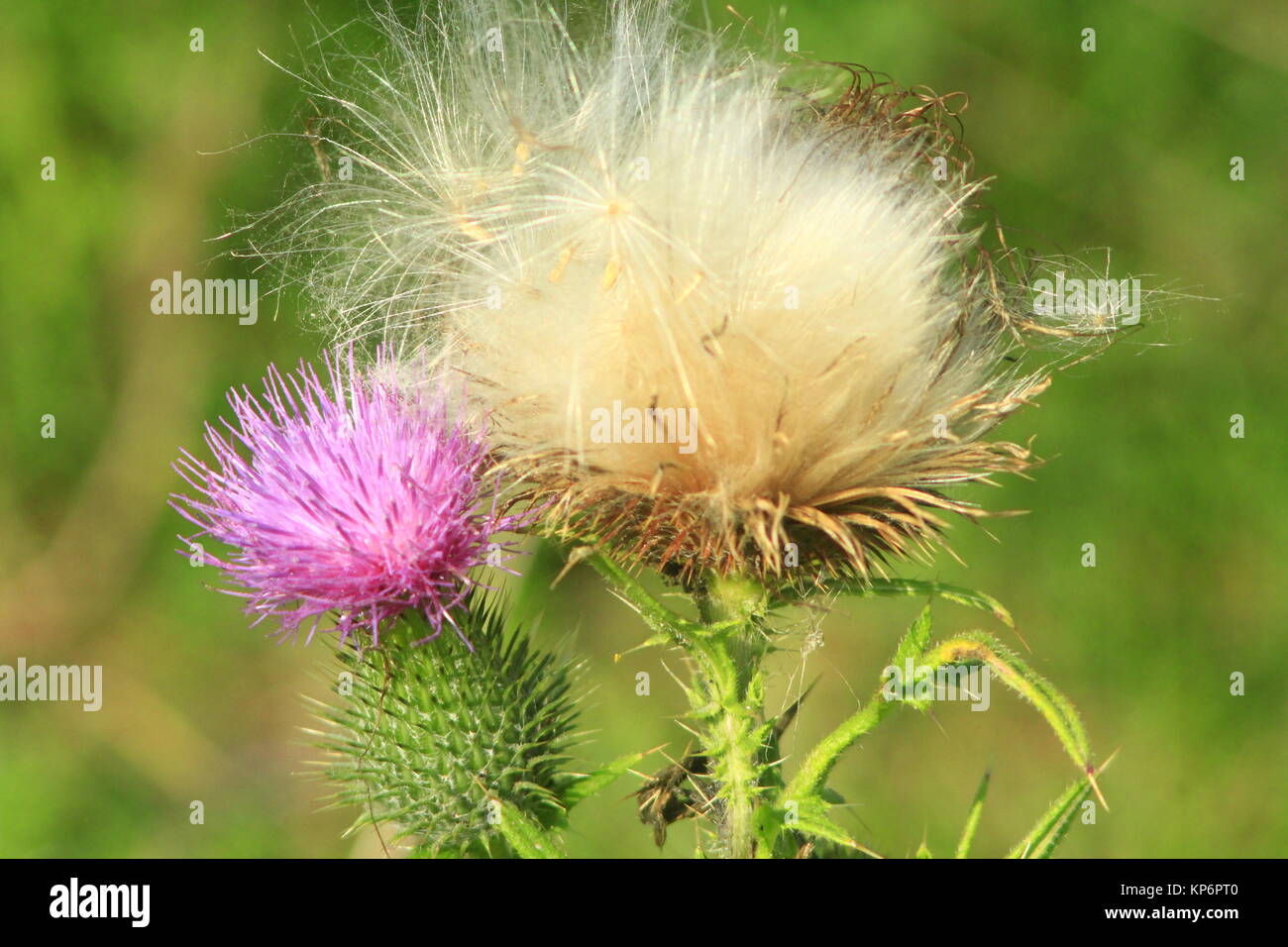 flowers and seeds of Carduus Stock Photo - Alamy
