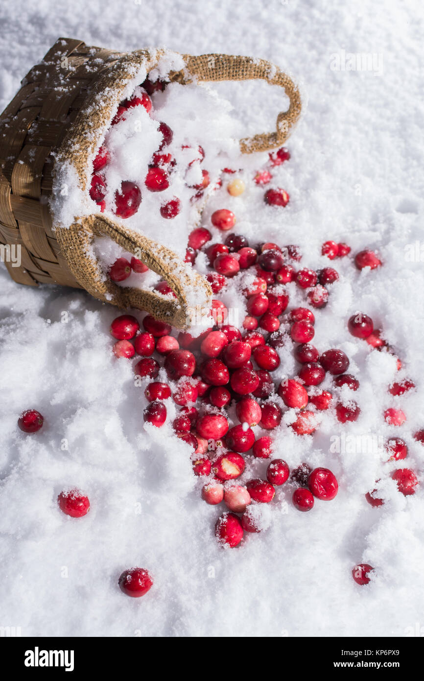 Fresh red cranberry on white snow, wintertime, healthy food, new ...