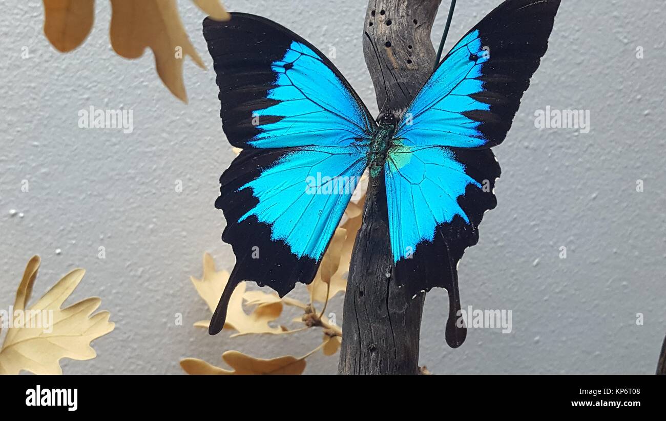 Butterfly Museum High Resolution Stock Photography and Images - Alamy