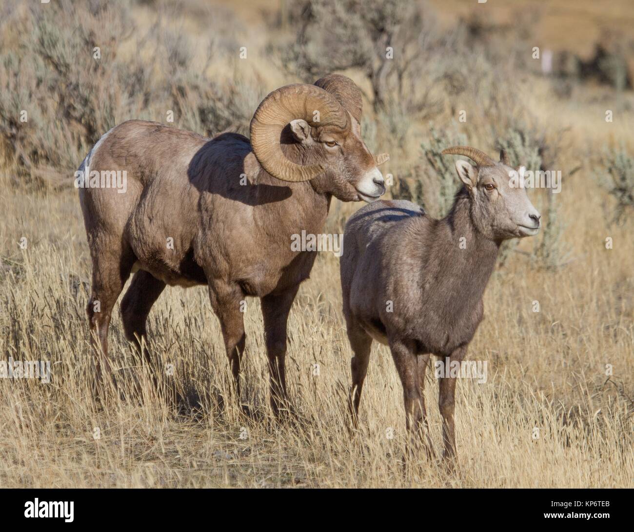 A bighorn sheep ram and ewe at the Yellowstone National Park November ...