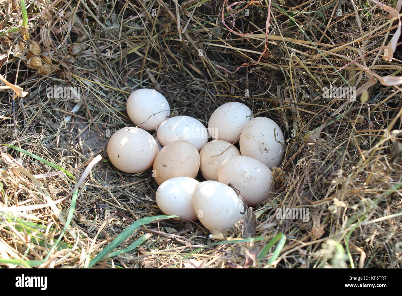 Nest of the hen with eggs Stock Photo - Alamy