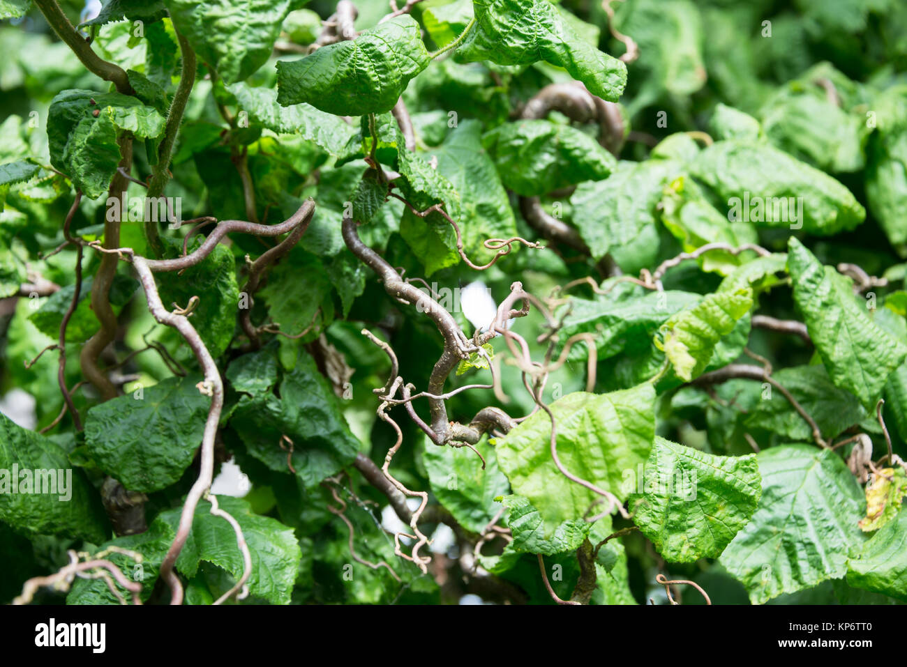Common Hazel or Corylus Avellana twisted twigs and leaves close-up ...