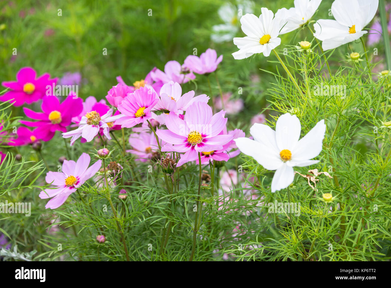 Lilac Cosmos flowers in the garden Stock Photo - Alamy