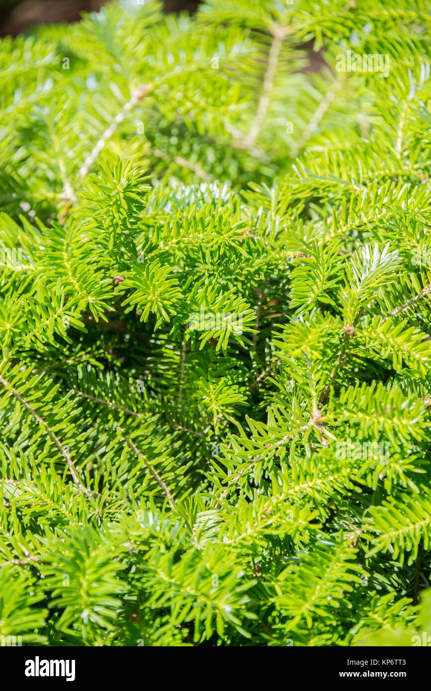 Young Conifer needles during summer Stock Photo - Alamy