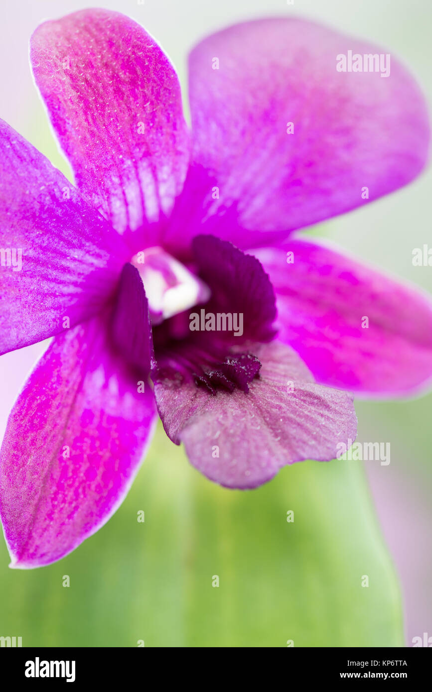 Purple Dendrobium orchid close-up Stock Photo - Alamy