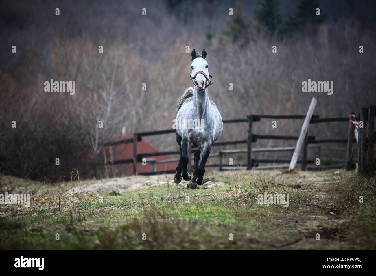Running gray horse Stock Photo - Alamy