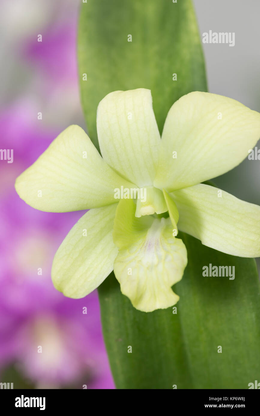 Green Dendrobium orchid close-up Stock Photo - Alamy
