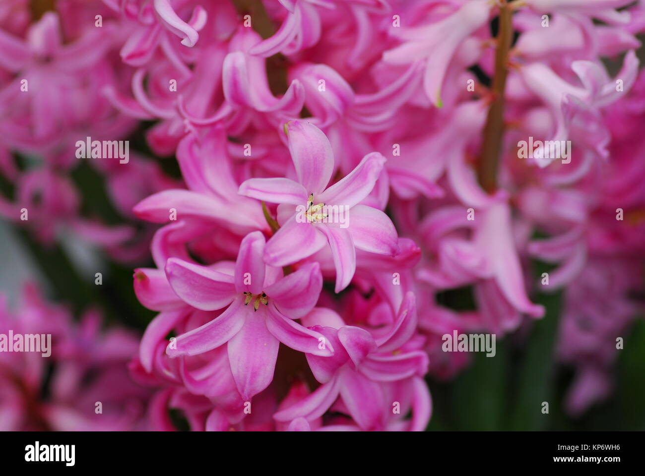 Amethyst flower hi-res stock photography and images - Alamy