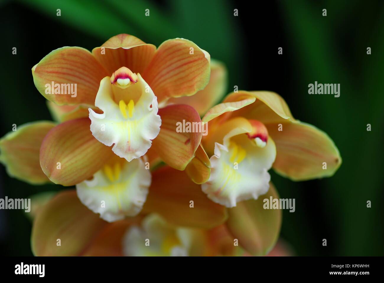 white brown cymbidium Orchid flower Stock Photo - Alamy