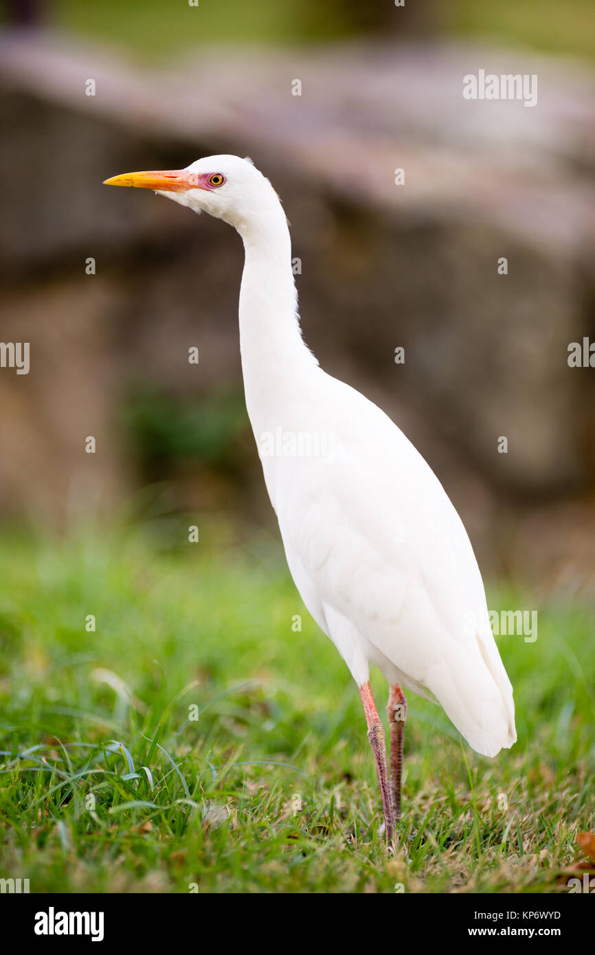 Avian vertical animal animals hi-res stock photography and images - Alamy
