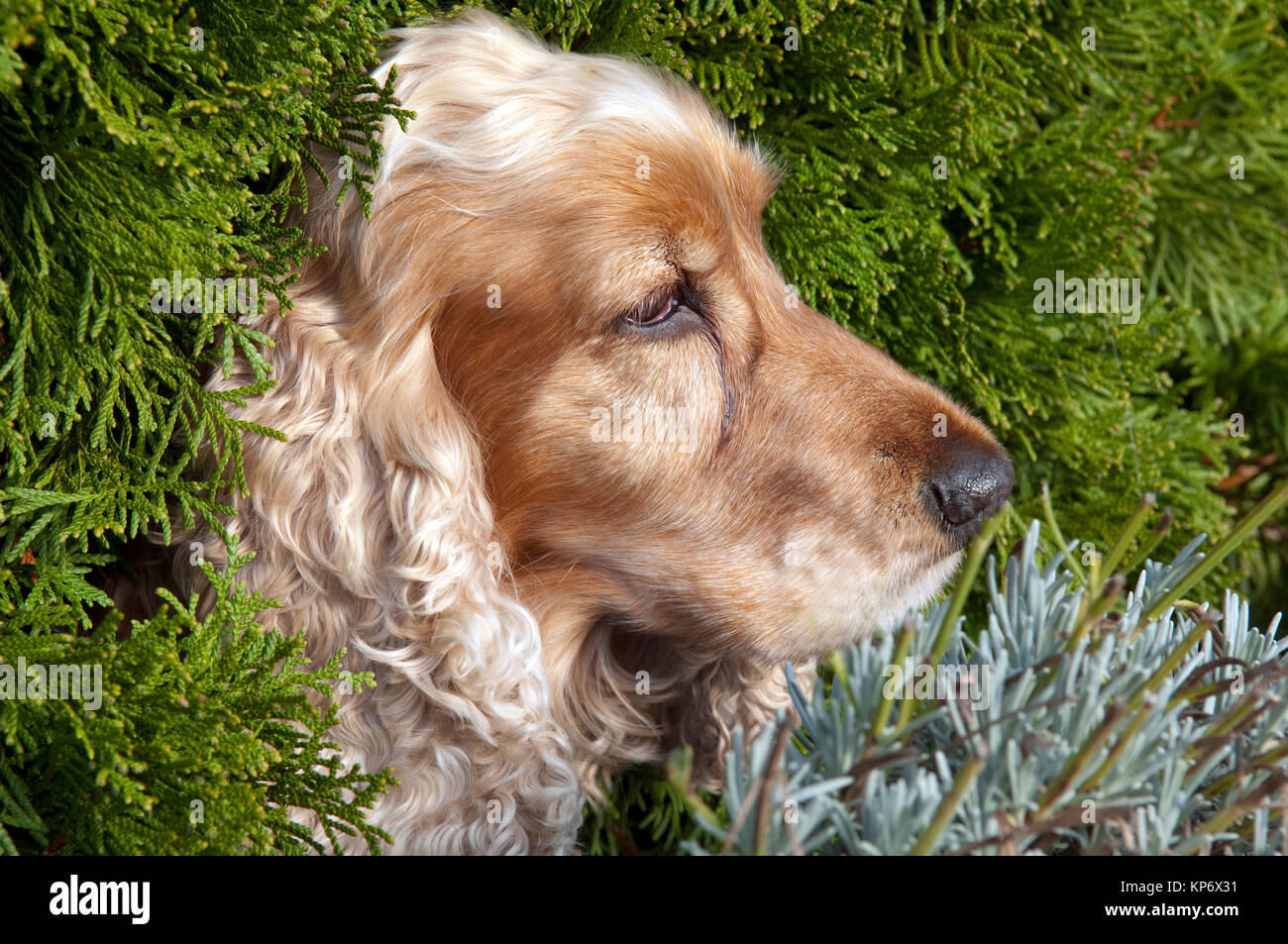 Cocker head portrait hi-res stock photography and images - Alamy