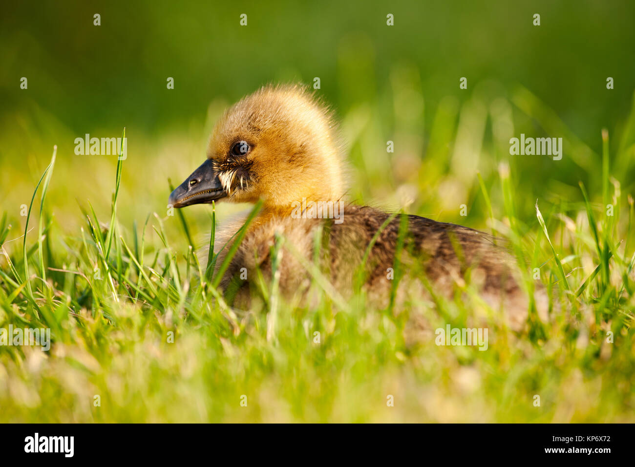 Greylag Goose chick (Anser anser Stock Photo - Alamy