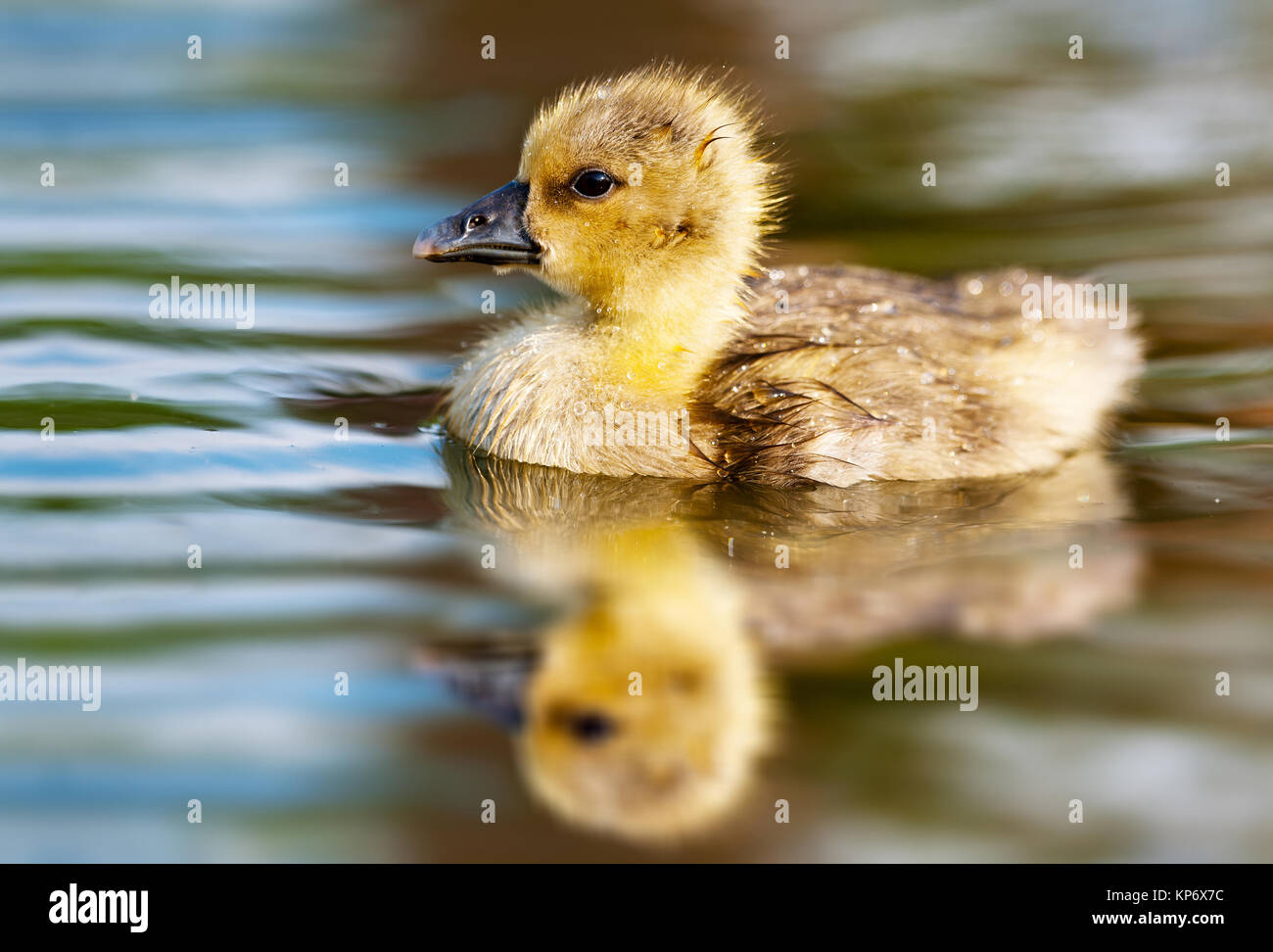 Greylag Goose chick (Anser anser Stock Photo - Alamy