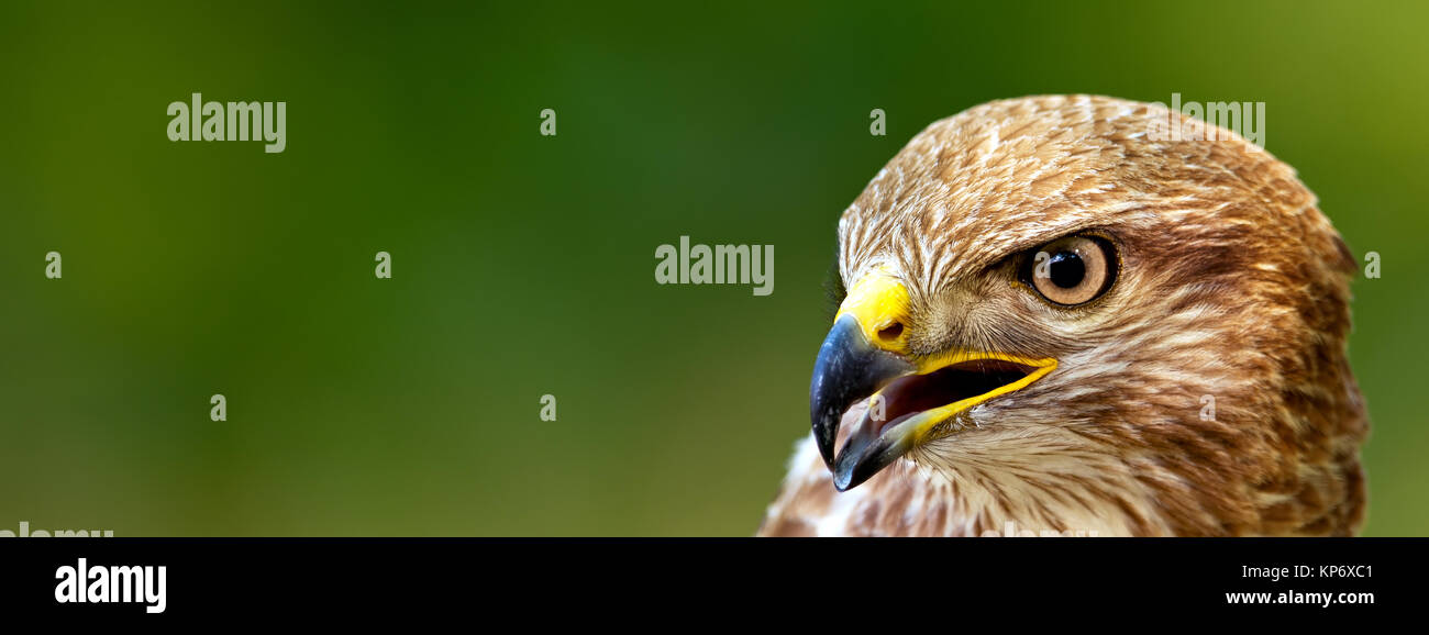 Common Buzzard (Buteo buteo). Also known as: European Buzzard, Buzzard ...