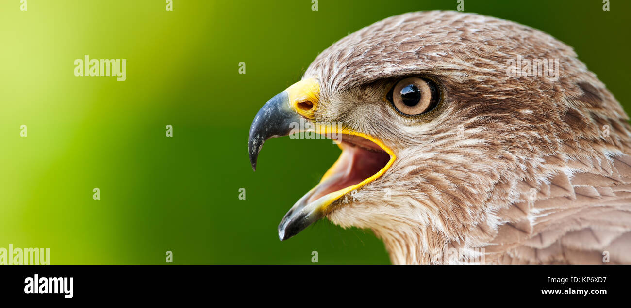 Common Buzzard (Buteo buteo). Also known as: European Buzzard, Buzzard ...