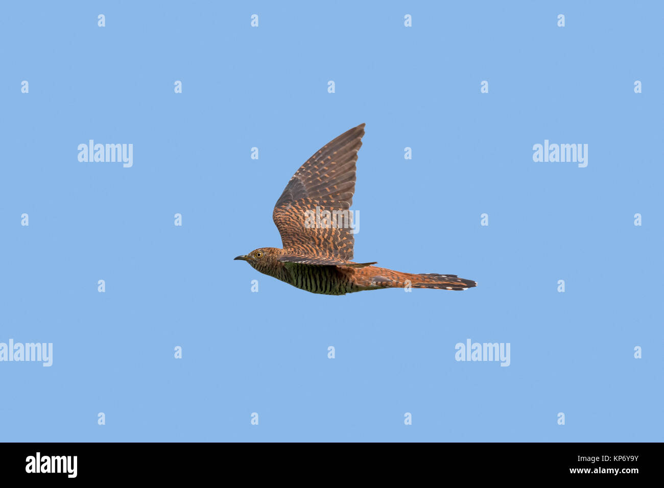 Common cuckoo (Cuculus canorus) female in flight against blue sky Stock ...