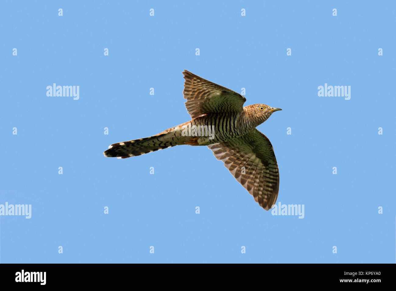 Common cuckoo (Cuculus canorus) female in flight against blue sky Stock ...