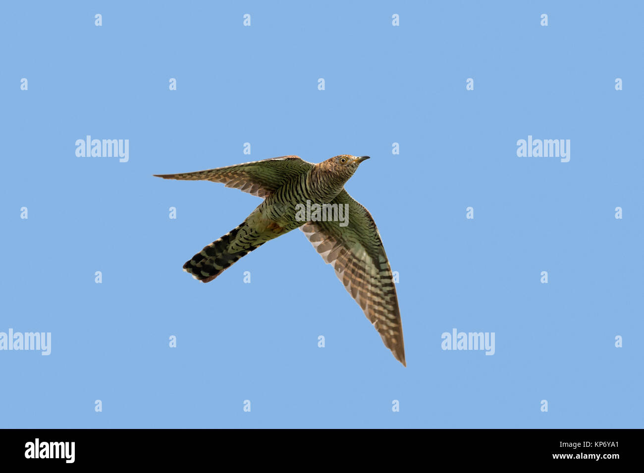 Common cuckoo (Cuculus canorus) female in flight against blue sky Stock ...