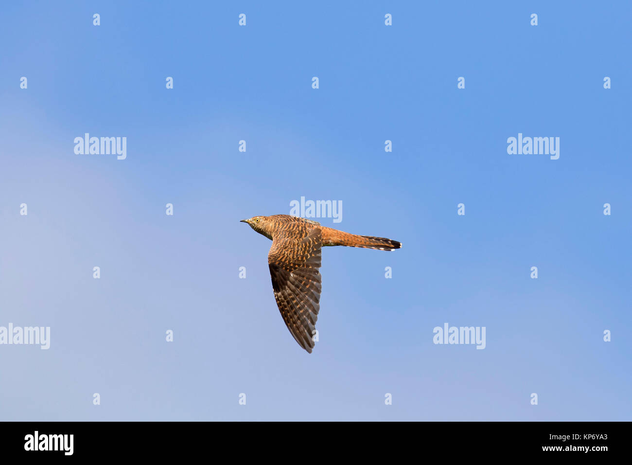 Cuckoo flight hi-res stock photography and images - Alamy