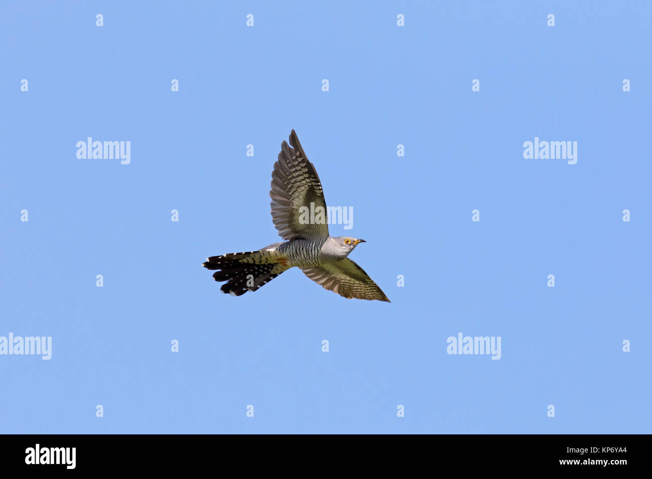 Common cuckoo (Cuculus canorus) male in flight against blue sky Stock ...