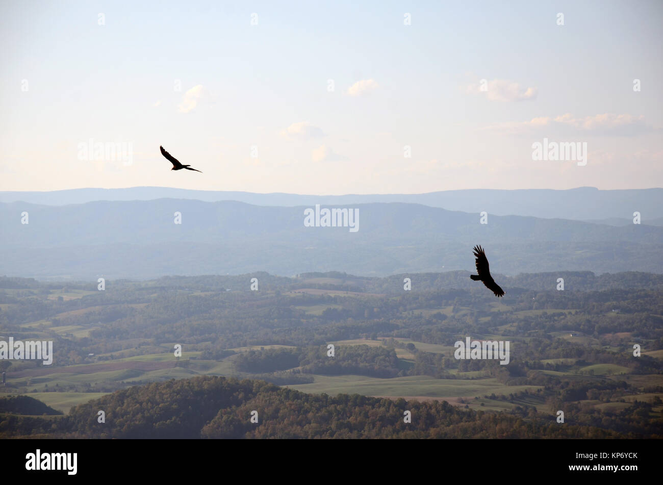Two turkey buzzards soaring on thermals on the Blue Ridge Mountains ...