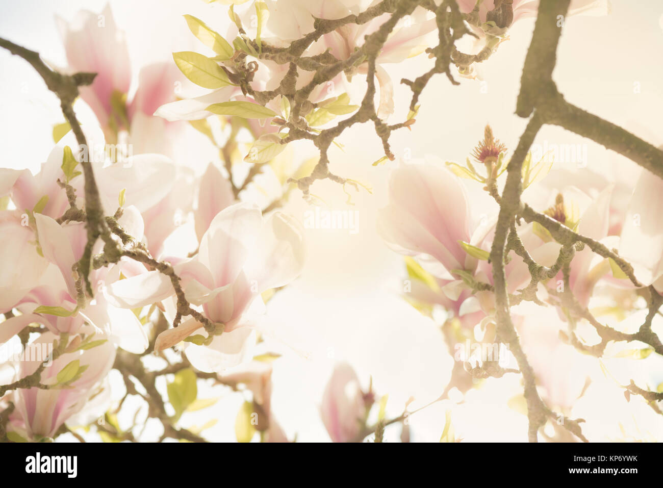 Beautiful Light Pink or Purple Magnolia Tree with Blooming Flowers ...