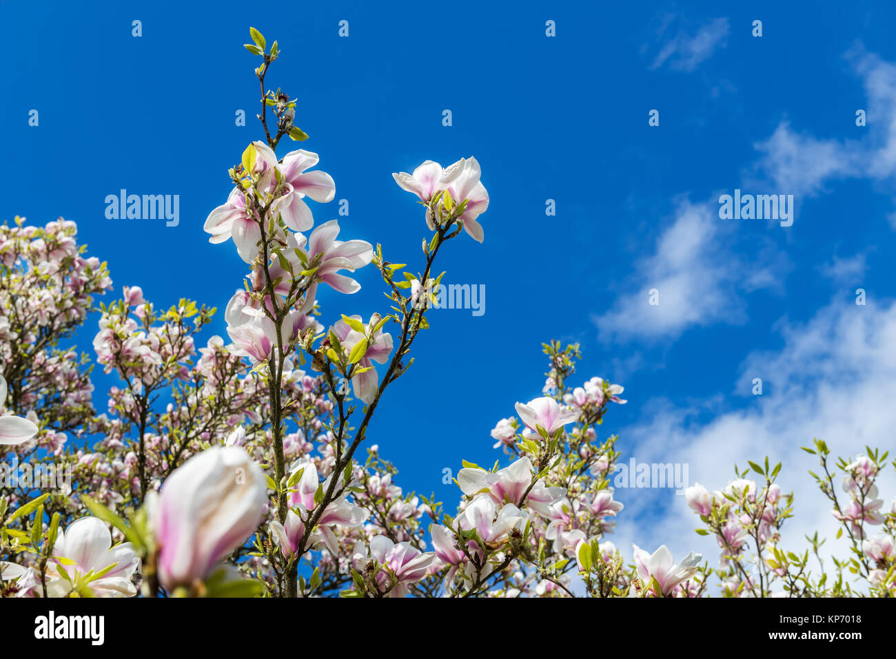 Beautiful Light Pink or Purple Magnolia Tree with Blooming Flowers ...