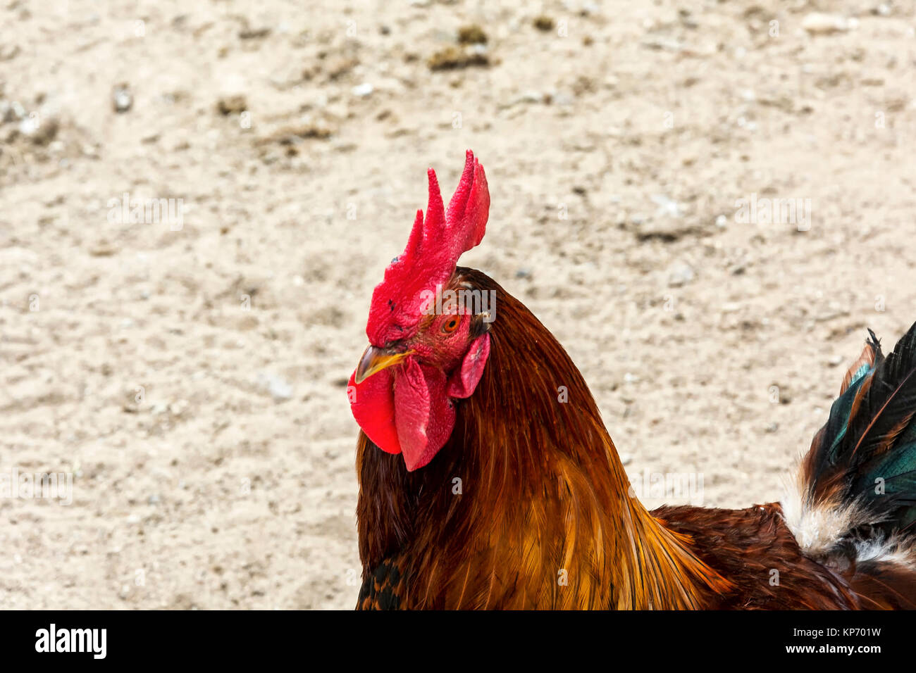 Rooster shadow hi-res stock photography and images - Alamy
