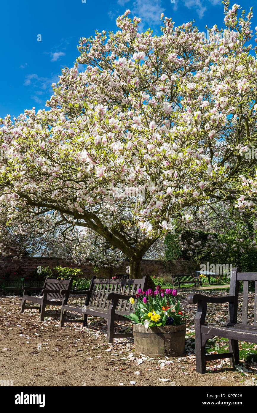 Beautiful Light Pink or Purple Magnolia Tree with Blooming Flowers ...