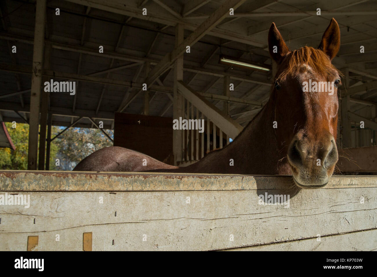 Stepp stables hi-res stock photography and images - Alamy