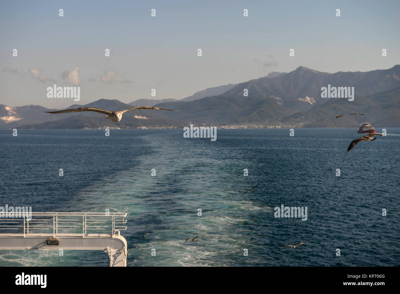 Side view white bird flying hi-res stock photography and images - Alamy
