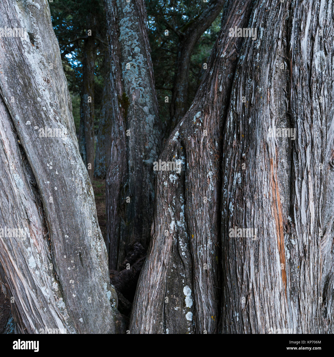 SABINA - SPANISH JUNIPER (Juniperus thurifera), Sabinar de Calatañazor ...