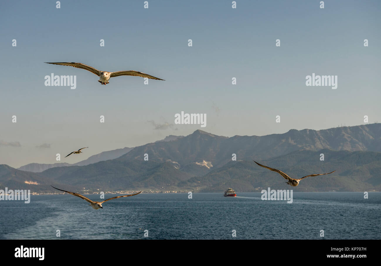 seagull bird flying side close-up view, blured ship in the background ...