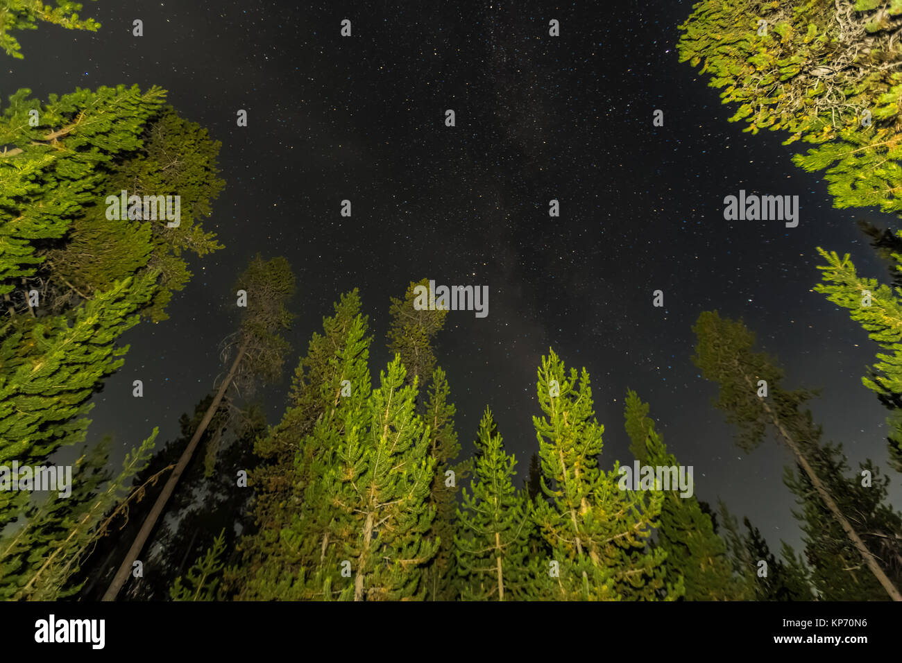 Lodgepole Pine, Pinus contorta, forest at night with stars shining ...