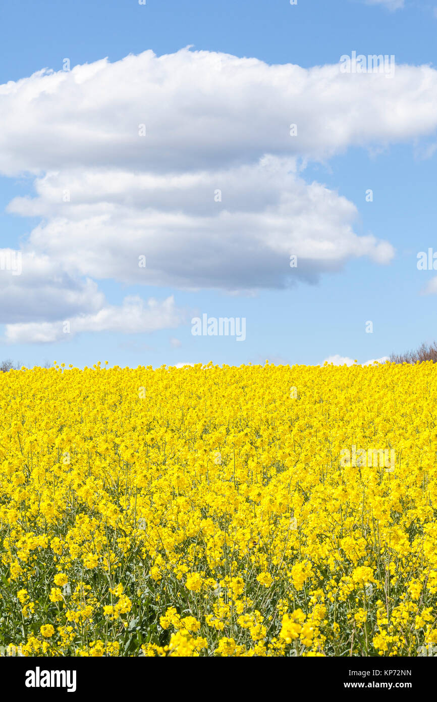 Field of bright yellow rapeseed, Brassica napus, rapaseed, oilseed ...