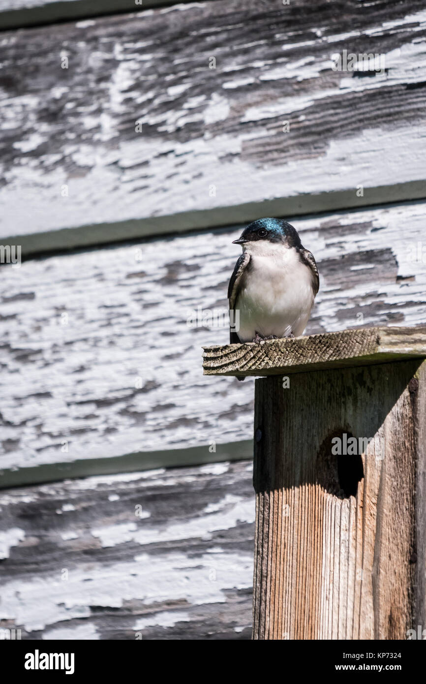 Tree Swallow on top of its nesting box at Nisqually National Wildlife ...