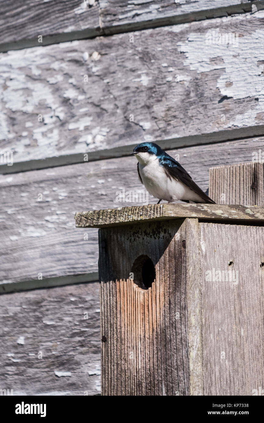 Tree Swallow on top of its nesting box at Nisqually National Wildlife ...