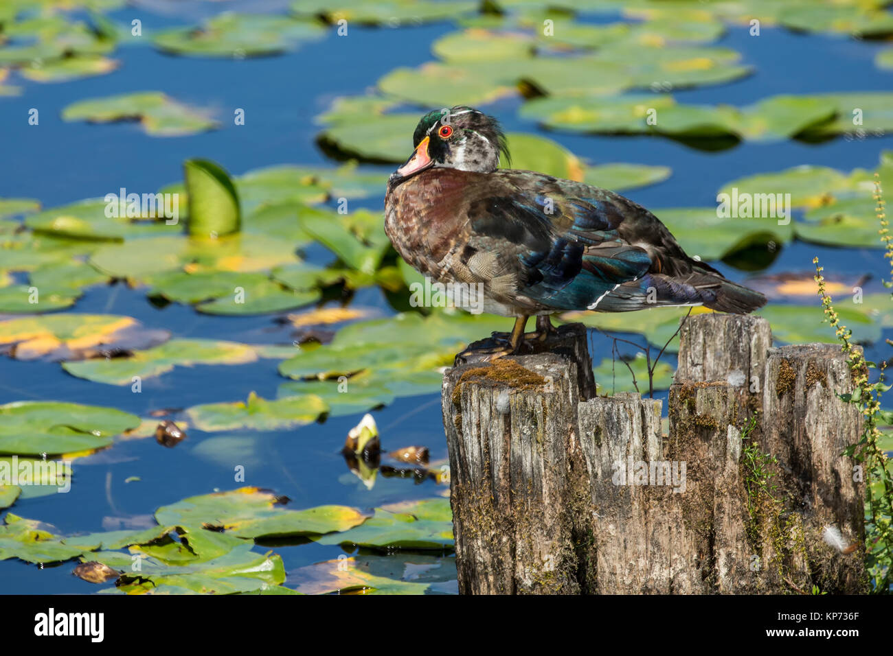 Male Wood Duck perched on a tree stump among the water lilies at ...
