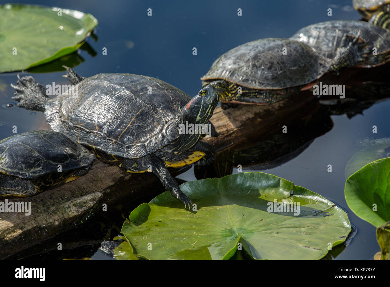 Slider turtle hi-res stock photography and images - Alamy