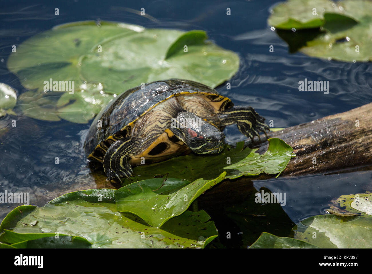Slider turtle hi-res stock photography and images - Alamy