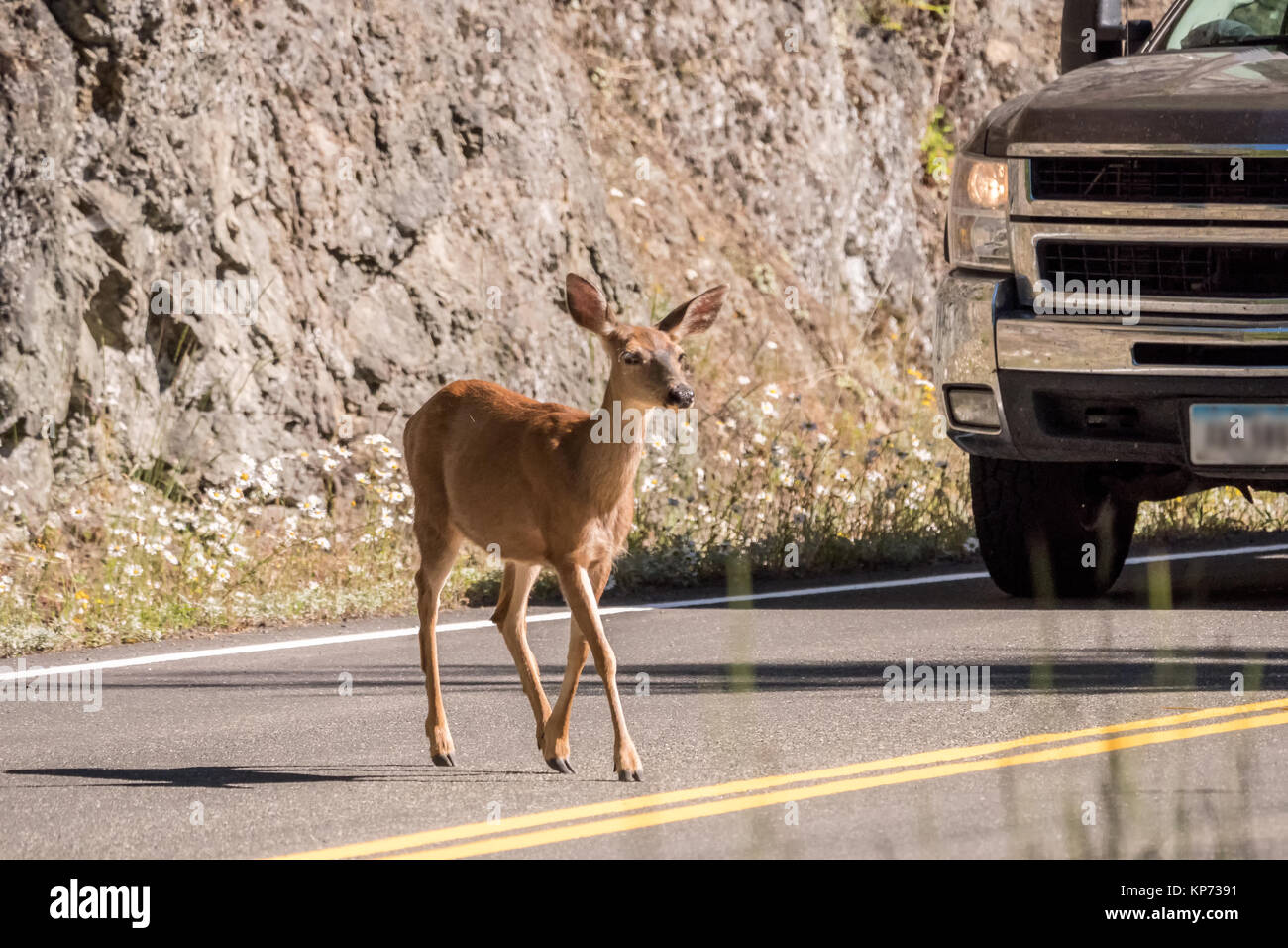 Wildlife crossing highway hi-res stock photography and images - Alamy