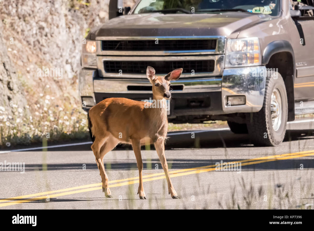 Black-tailed or Mule Deer doe crossing the highway in front of a truck ...