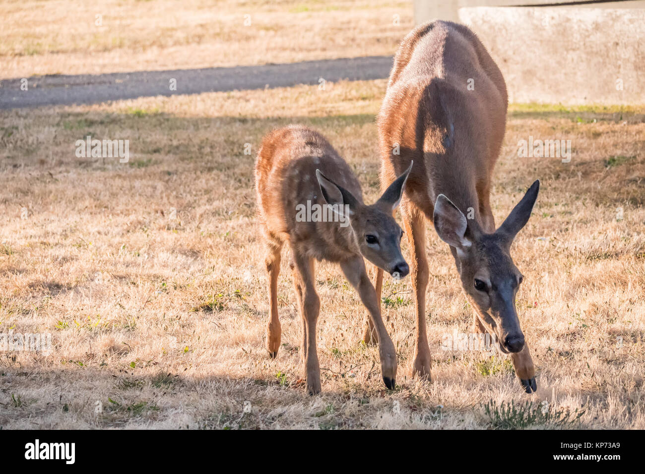 Doe and fawn Mule or Black-tailed deer grazing on the frost-covered ...