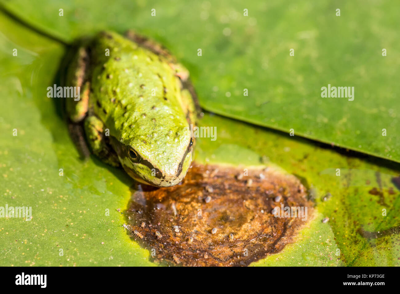 Fully grown Pacific Tree Frog or Pacific Chorus Frog (Pseudacris ...