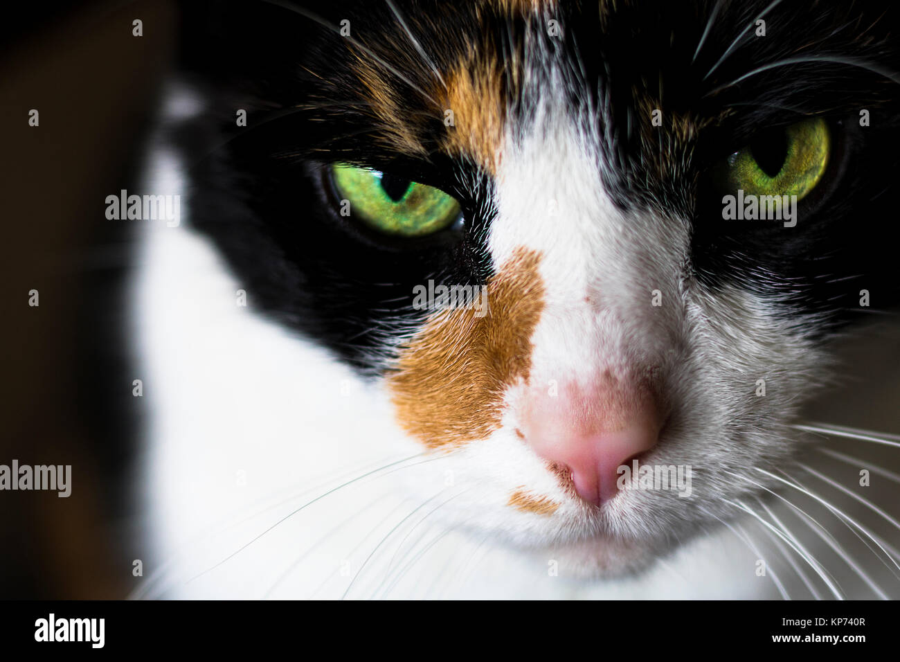 Cat and its eyes hi-res stock photography and images - Alamy