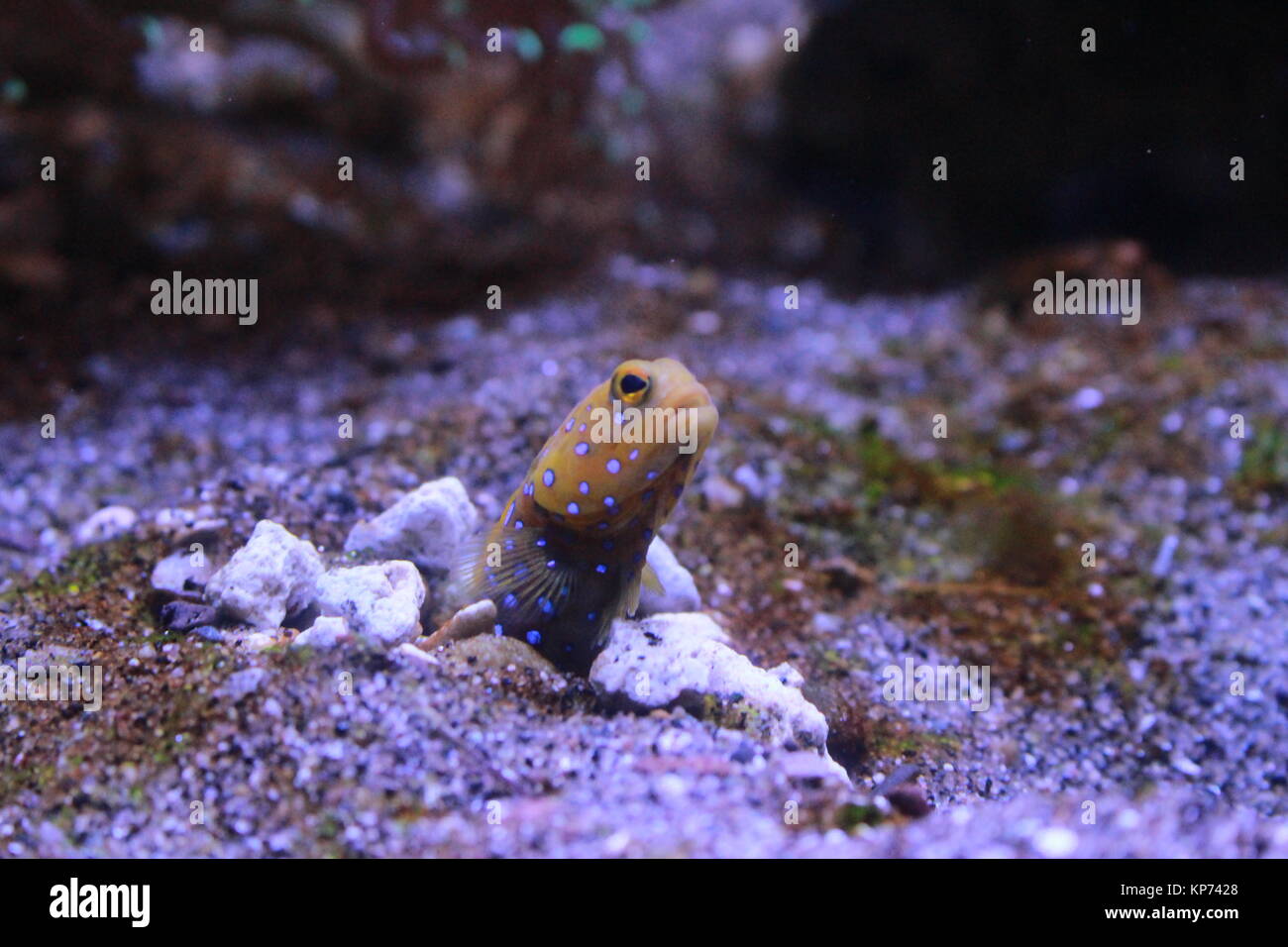 Fish poking head out of sand in an aquarium Stock Photo - Alamy