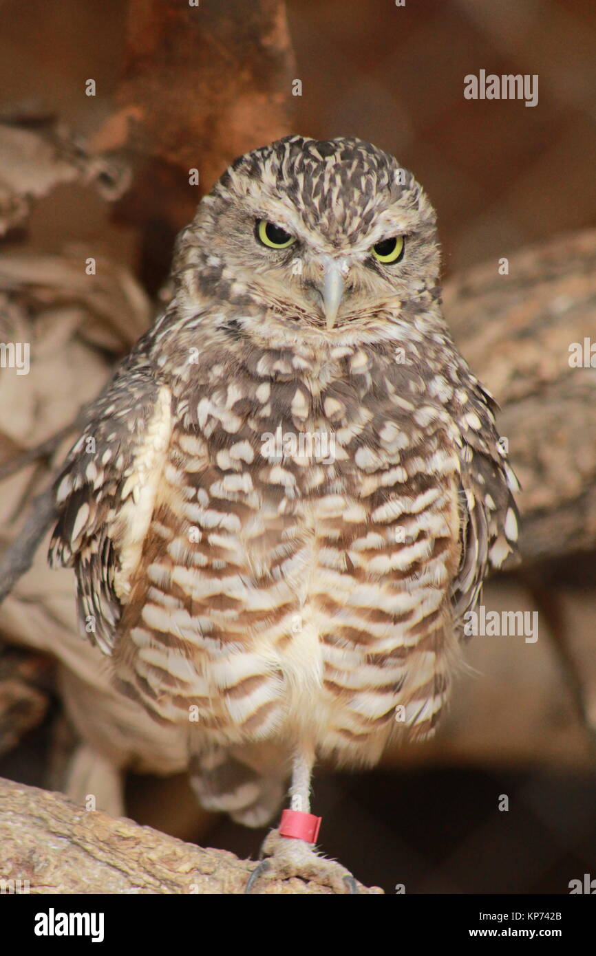 Owl perched on one leg with an intense stare Stock Photo - Alamy