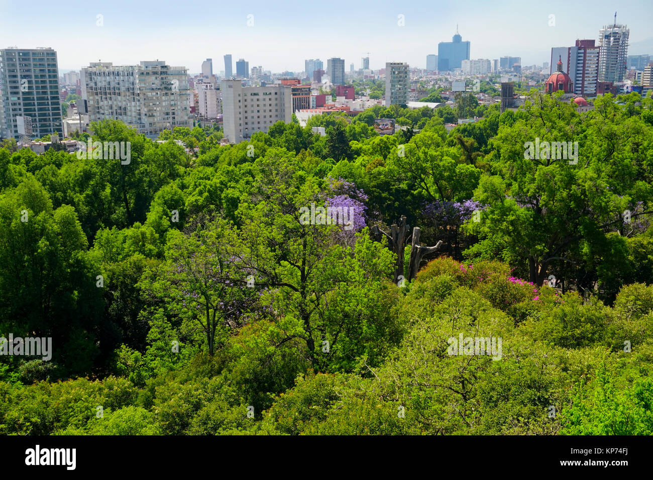 Bosque de chapultepec forest hi-res stock photography and images - Alamy